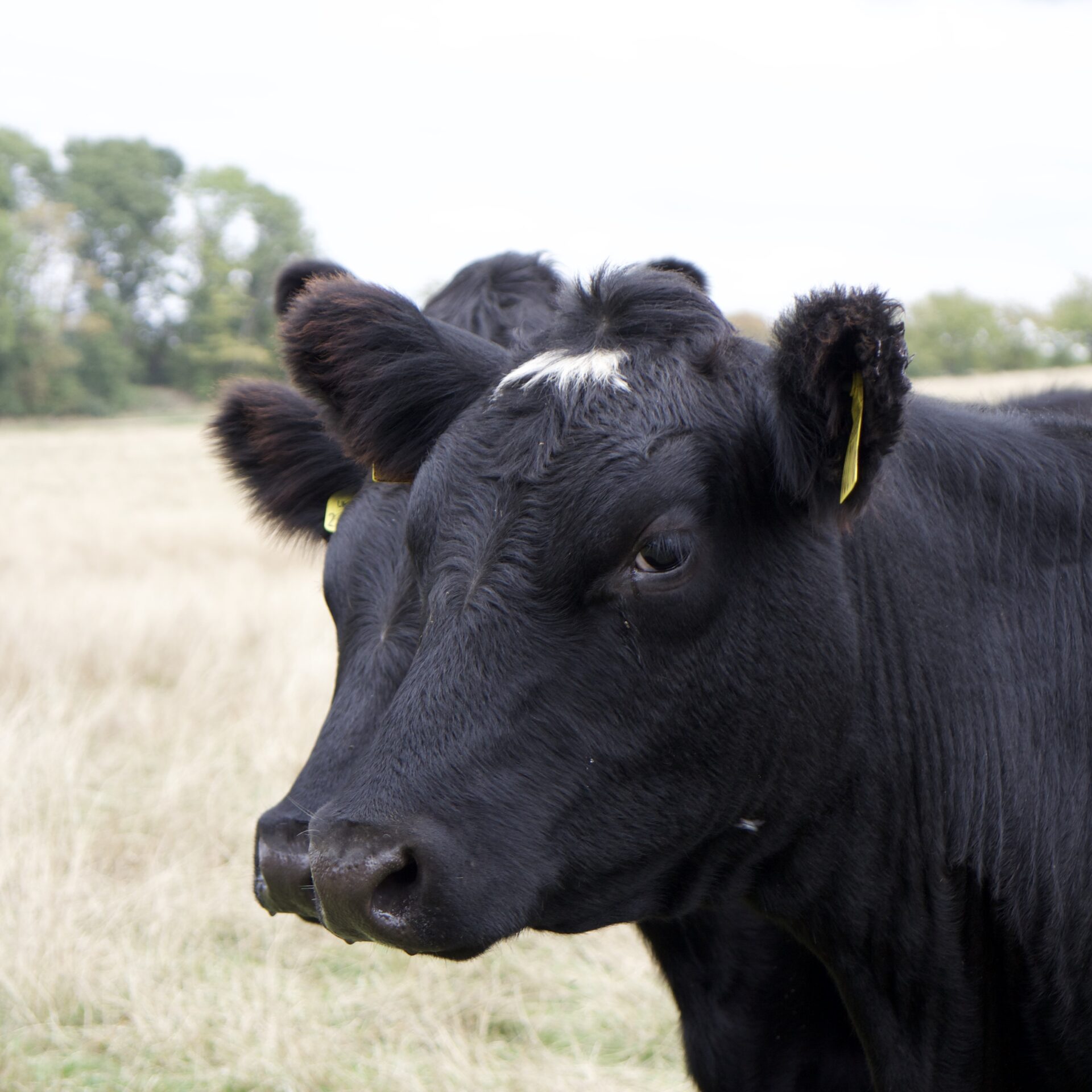 Blaston Regenerative Farming: Healthy soils store more carbon | Respira ...