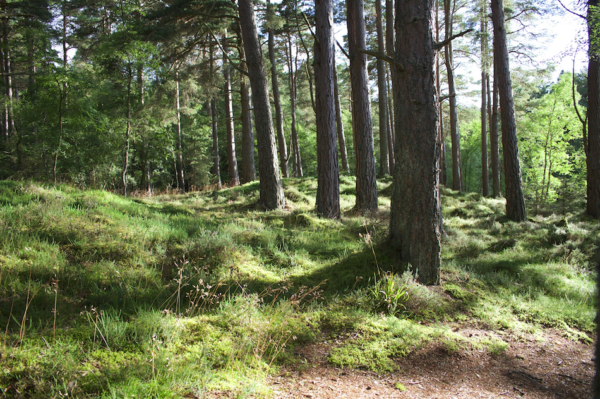 Conservation vs restoration: What are REDD and ARR? And why do we need ...